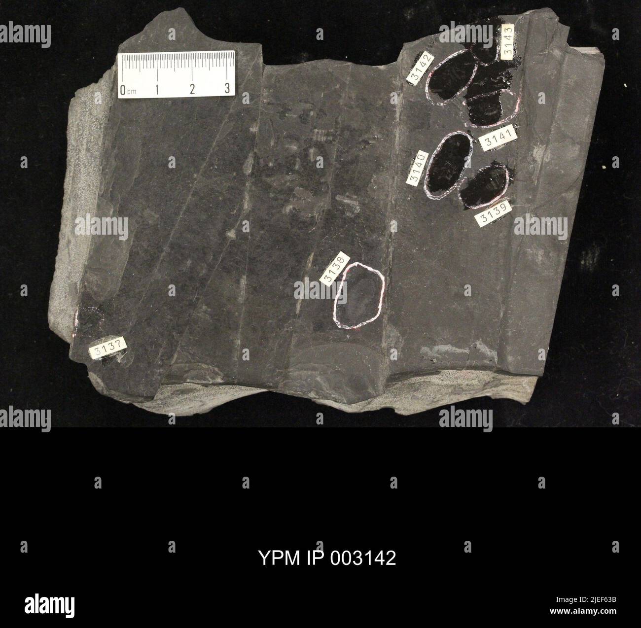 Hexapoda. IPB.00594: North Carolina. Rockingham County. insect layer ...