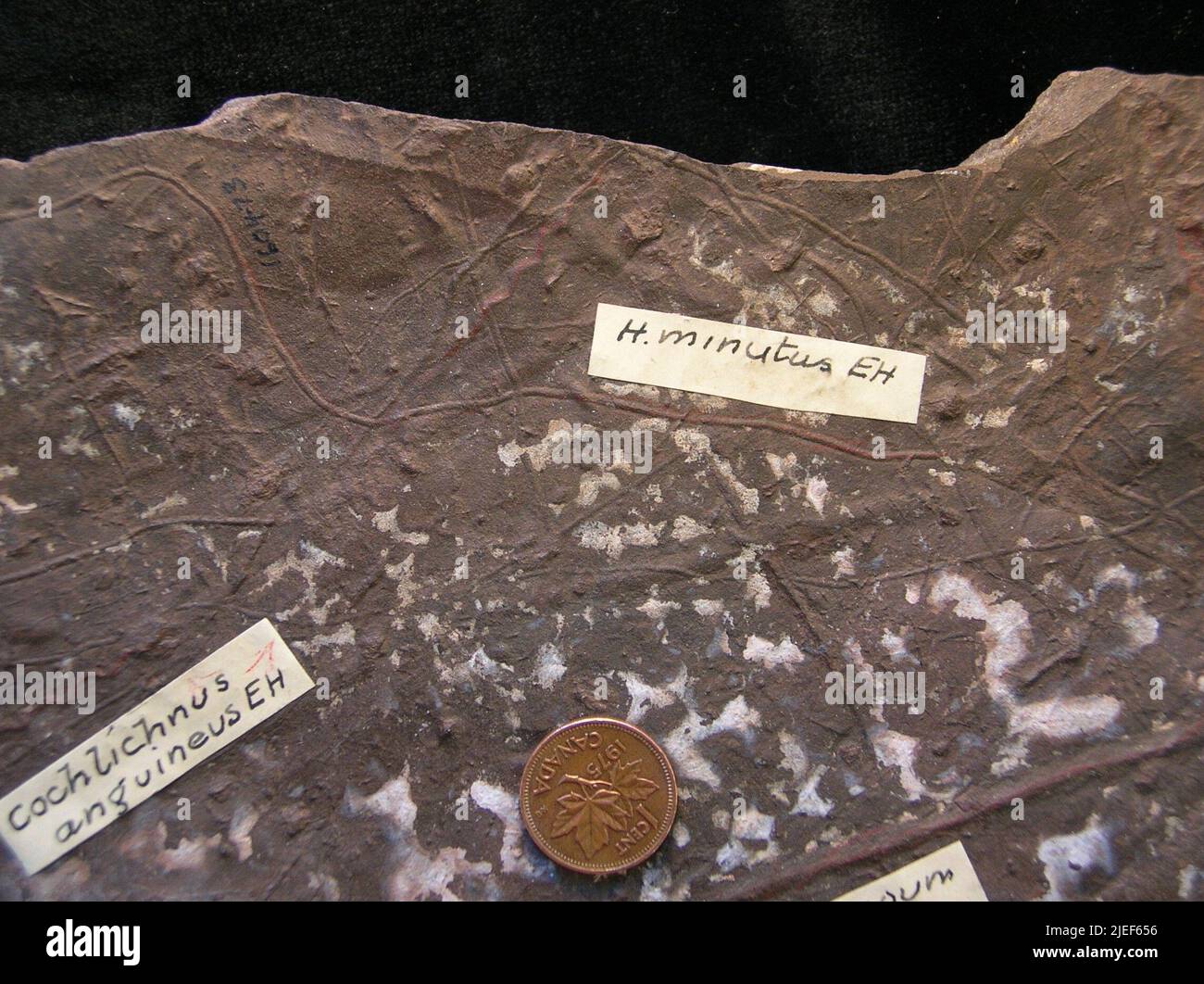 Ichnofossil invertebrate hi-res stock photography and images - Alamy
