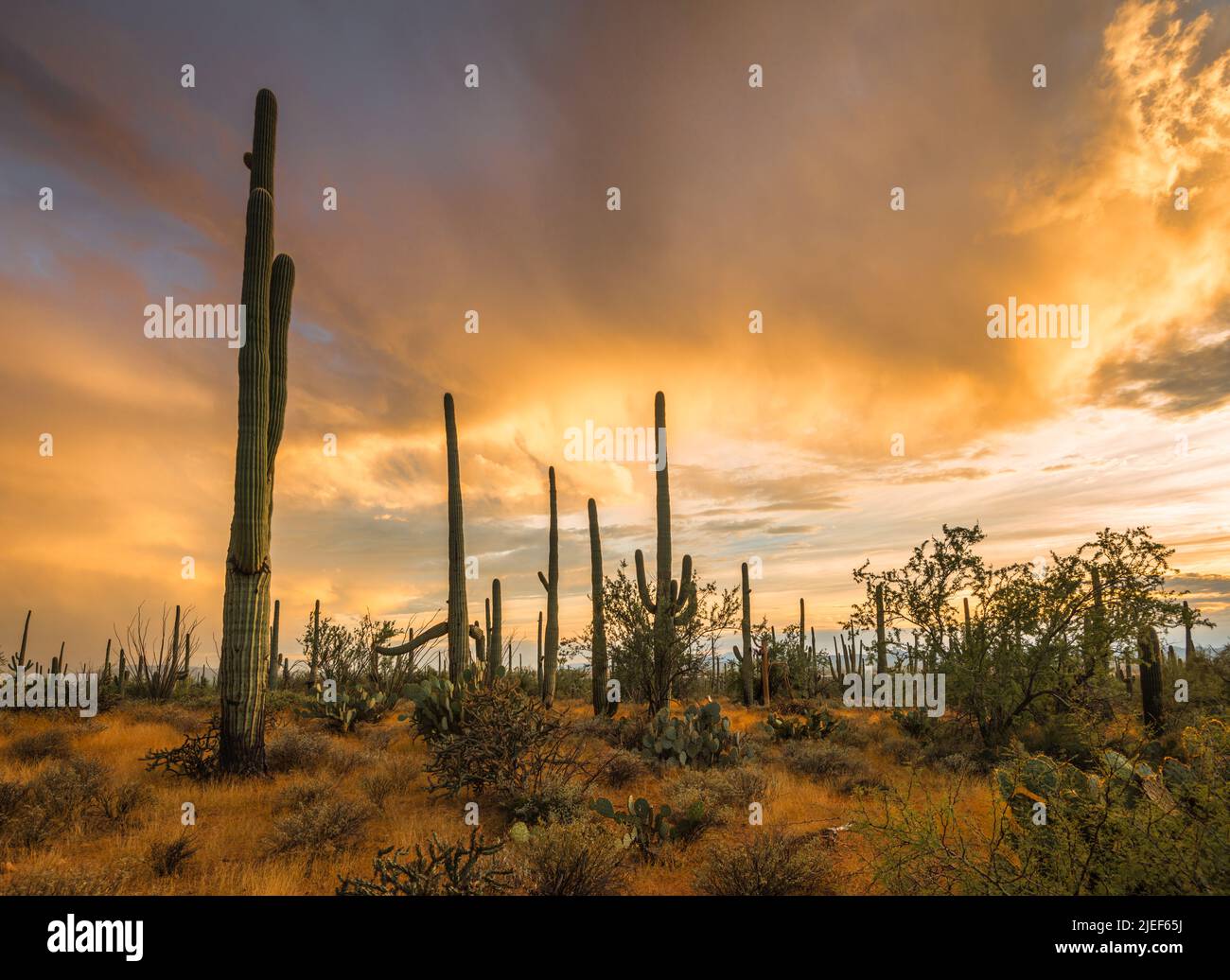 Arizona desert sunset with tall saguaros Stock Photo - Alamy