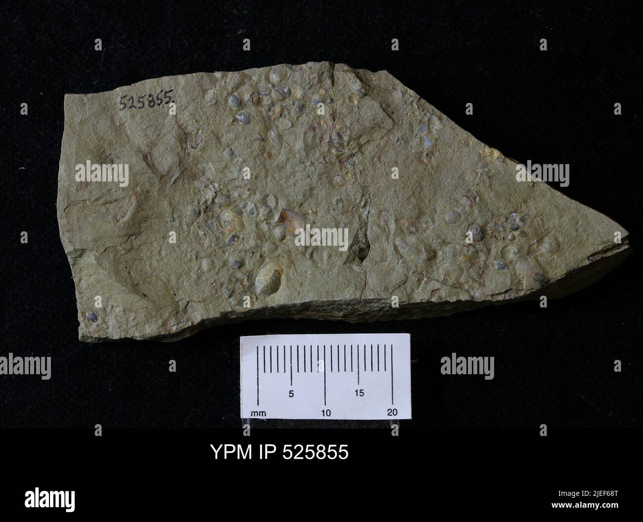 Lingulat hi-res stock photography and images - Alamy