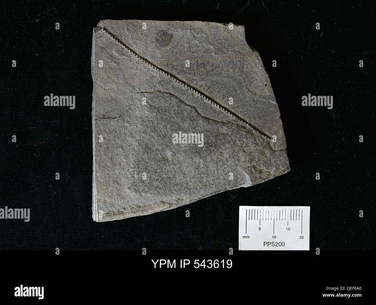 Monograptus hi-res stock photography and images - Alamy