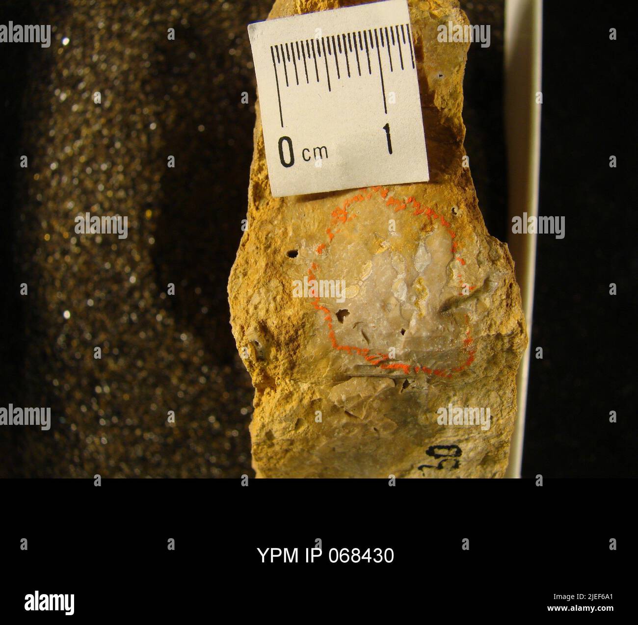 Halysites hi-res stock photography and images - Alamy