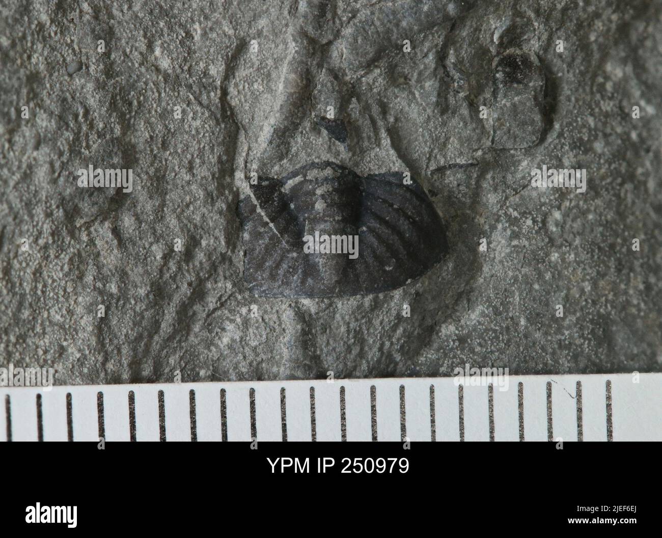 Eye morphology hi-res stock photography and images - Alamy