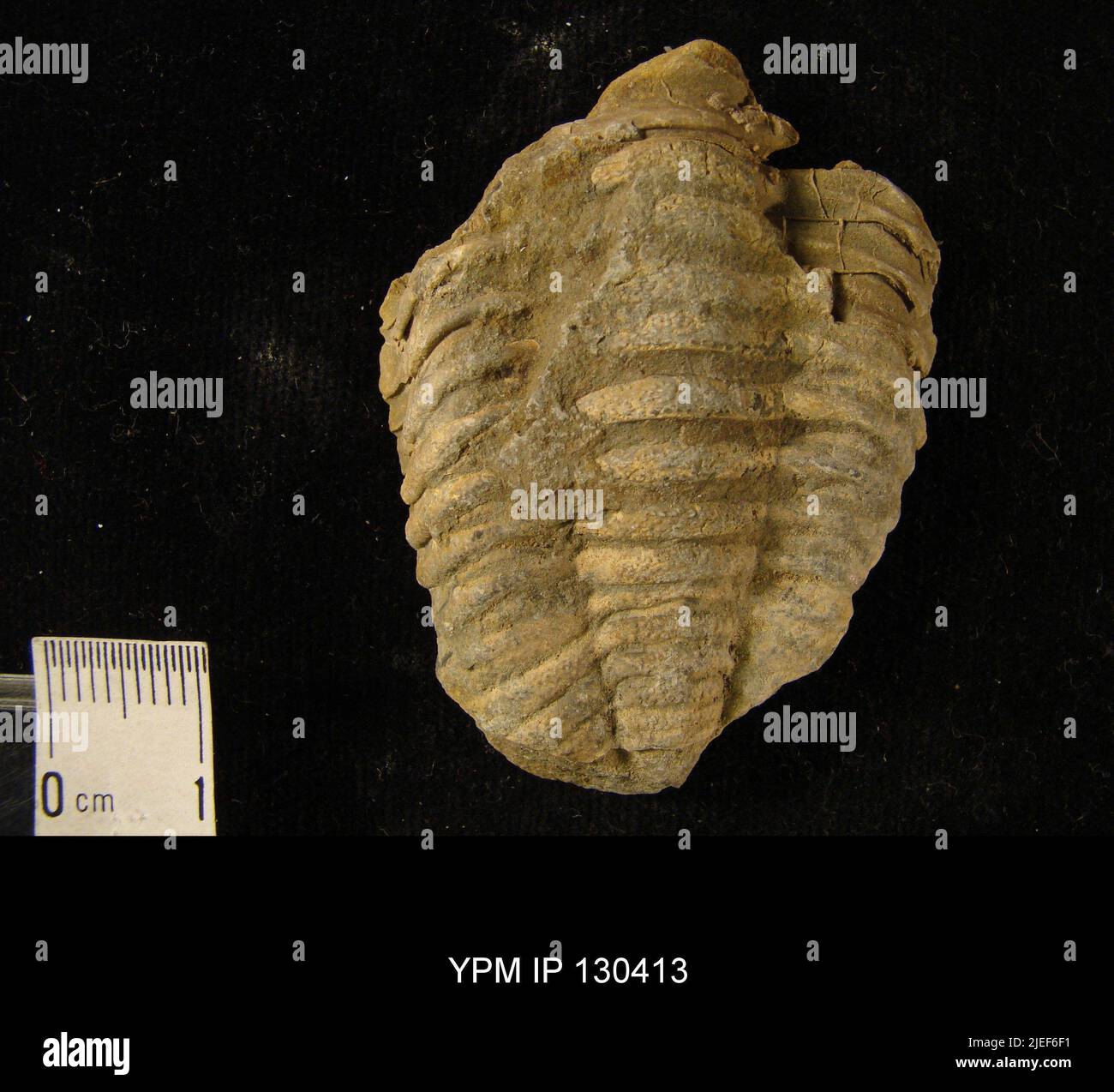 Phacops rana trilobite hi-res stock photography and images - Alamy