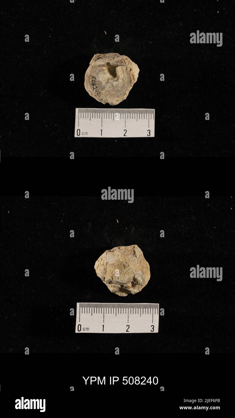 Pygmaeum hi-res stock photography and images - Alamy