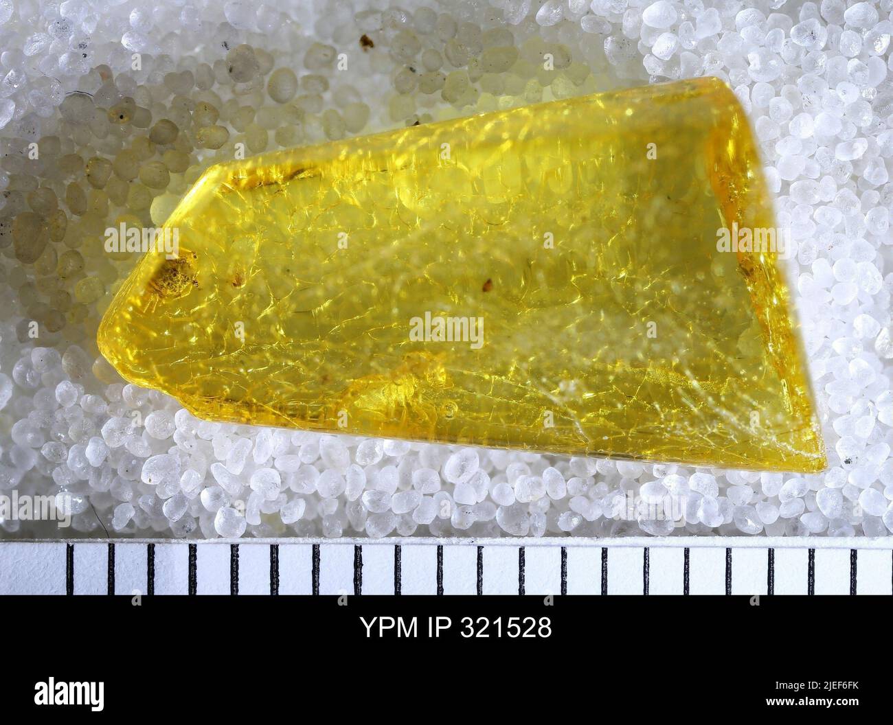 Cockroaches are insects of the order blattodea hi-res stock photography ...