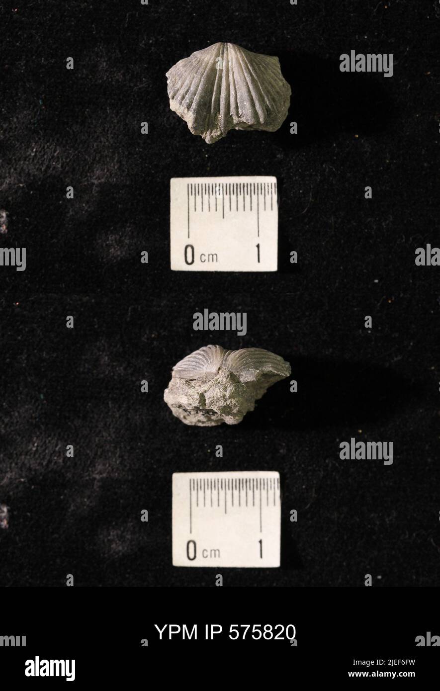 Platystrophia lynx var. laticosta form unicostata Stock Photo - Alamy