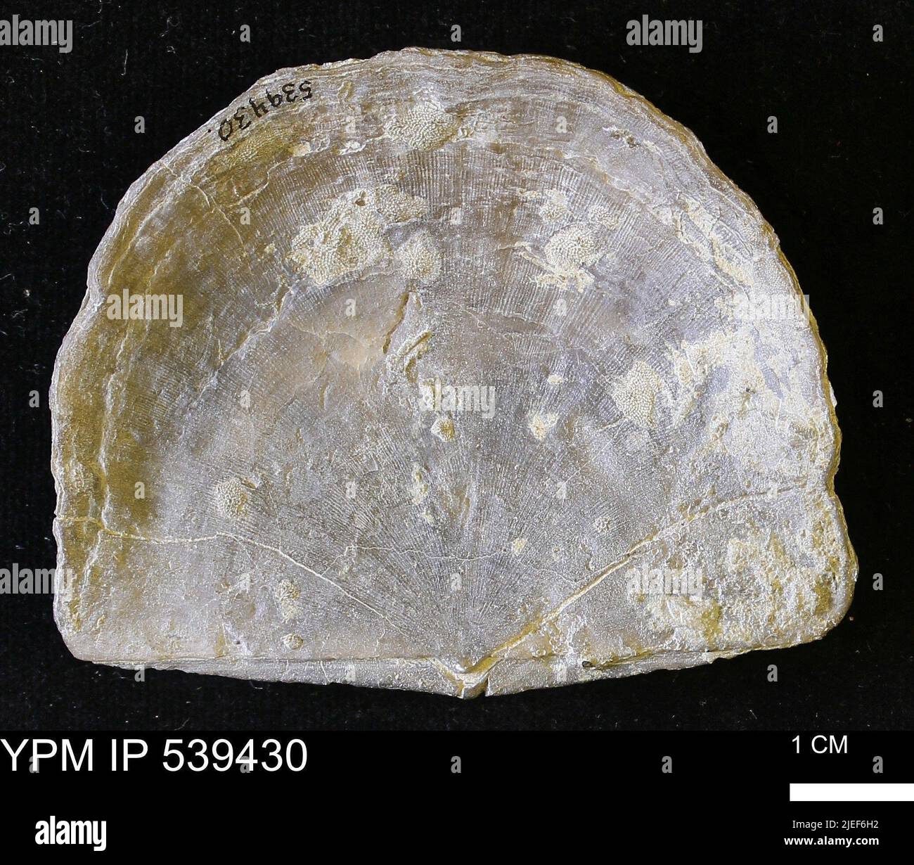 Rafinesquina alternata ponderosa Ulrich, 1903 Stock Photo - Alamy