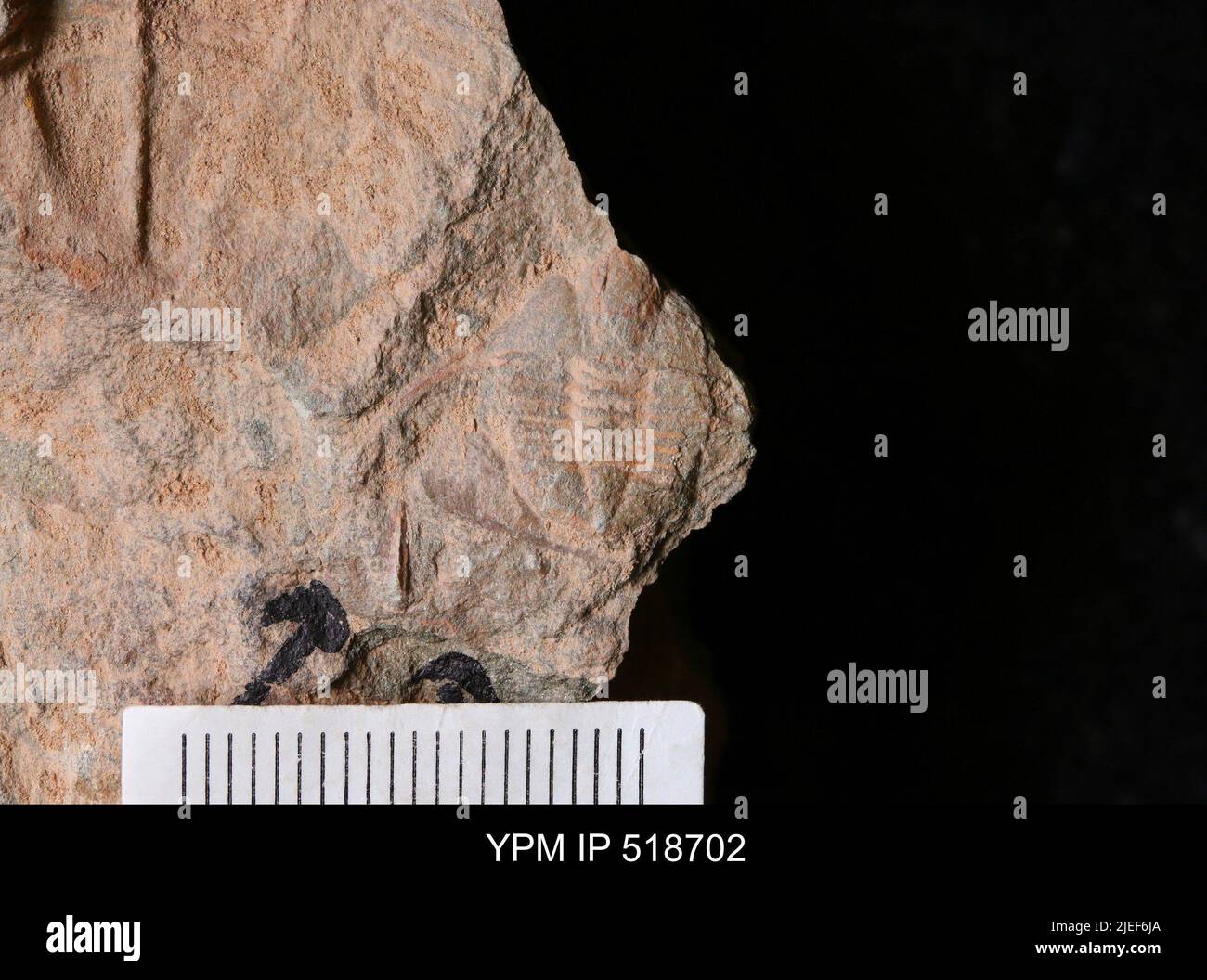 Ampyx sp hi-res stock photography and images - Alamy