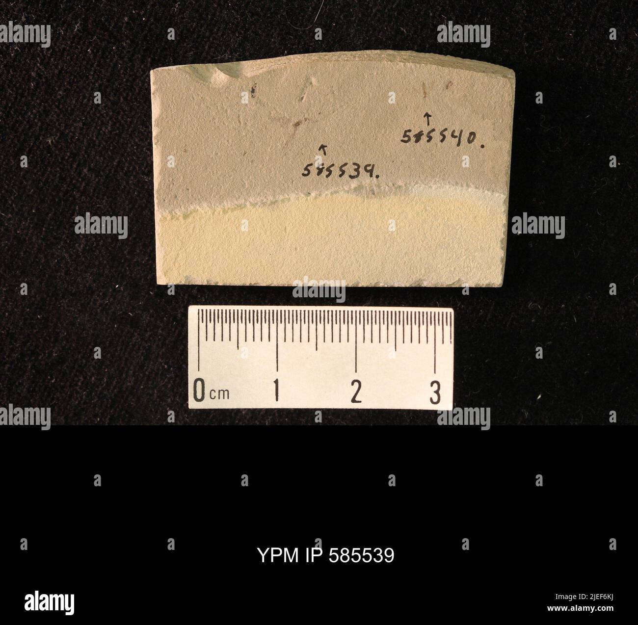 Undet pterygota animalia hi-res stock photography and images - Alamy