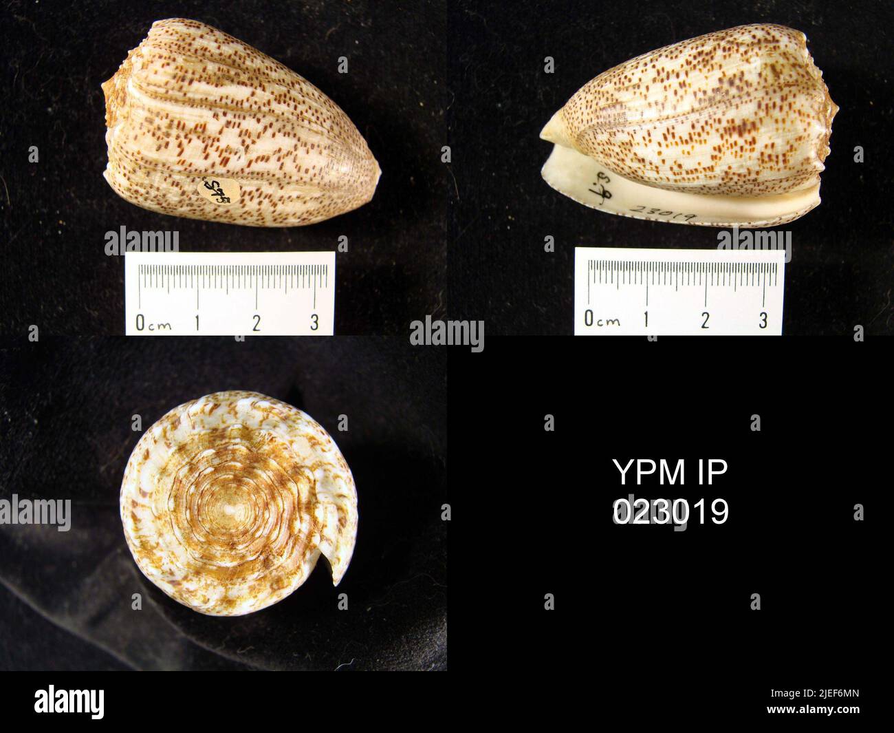 Conus sp hi-res stock photography and images - Alamy