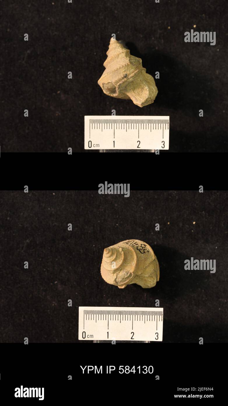 1835 animalia hi-res stock photography and images - Alamy