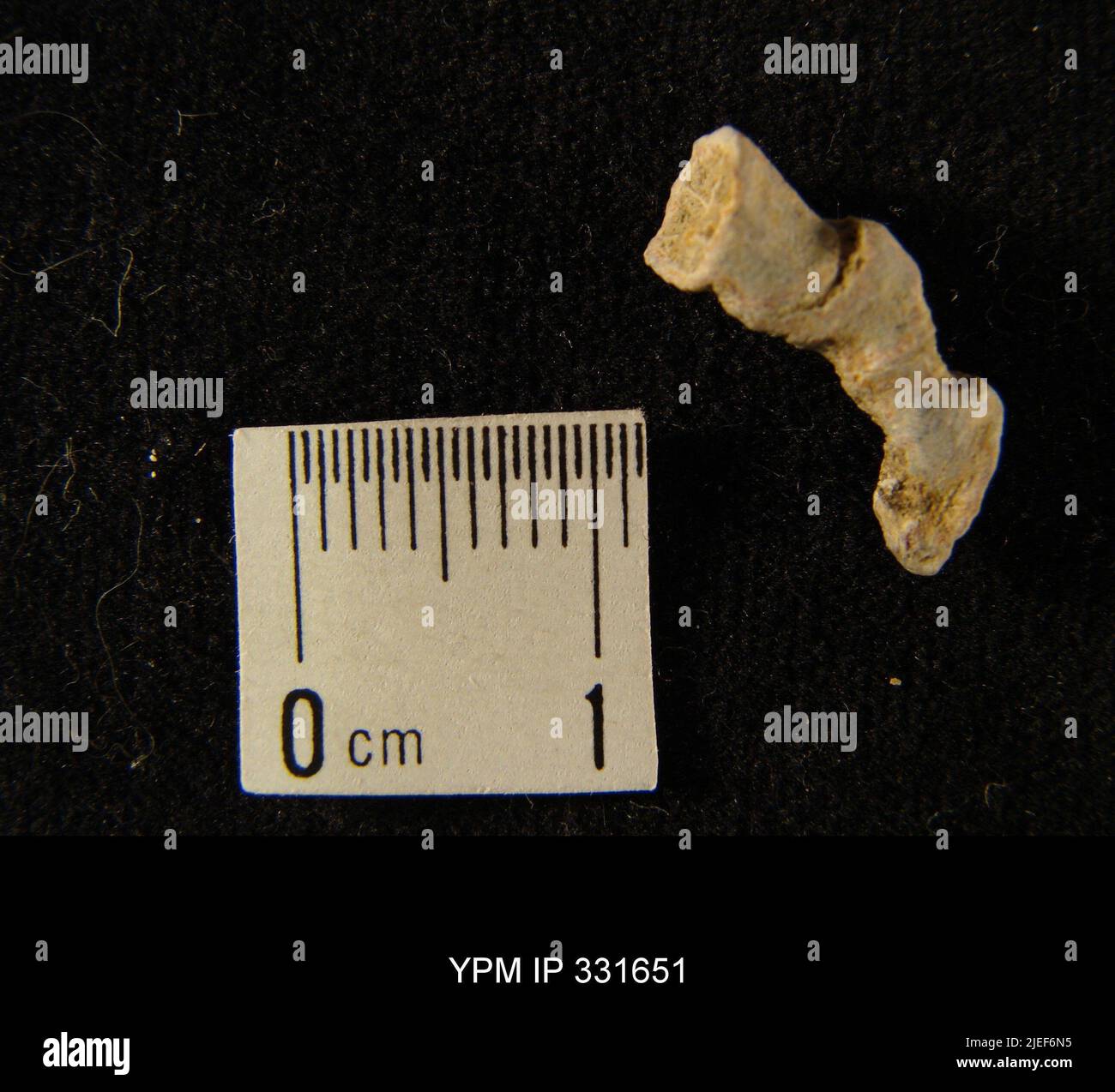 Cyathophyllum hi-res stock photography and images - Alamy