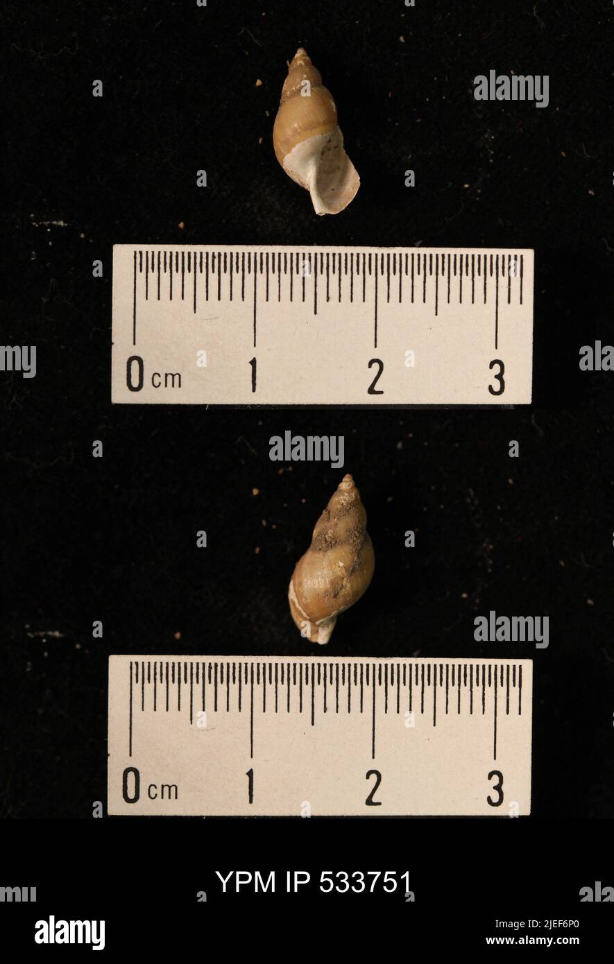 Gastropoda snails and sl hi-res stock photography and images - Alamy