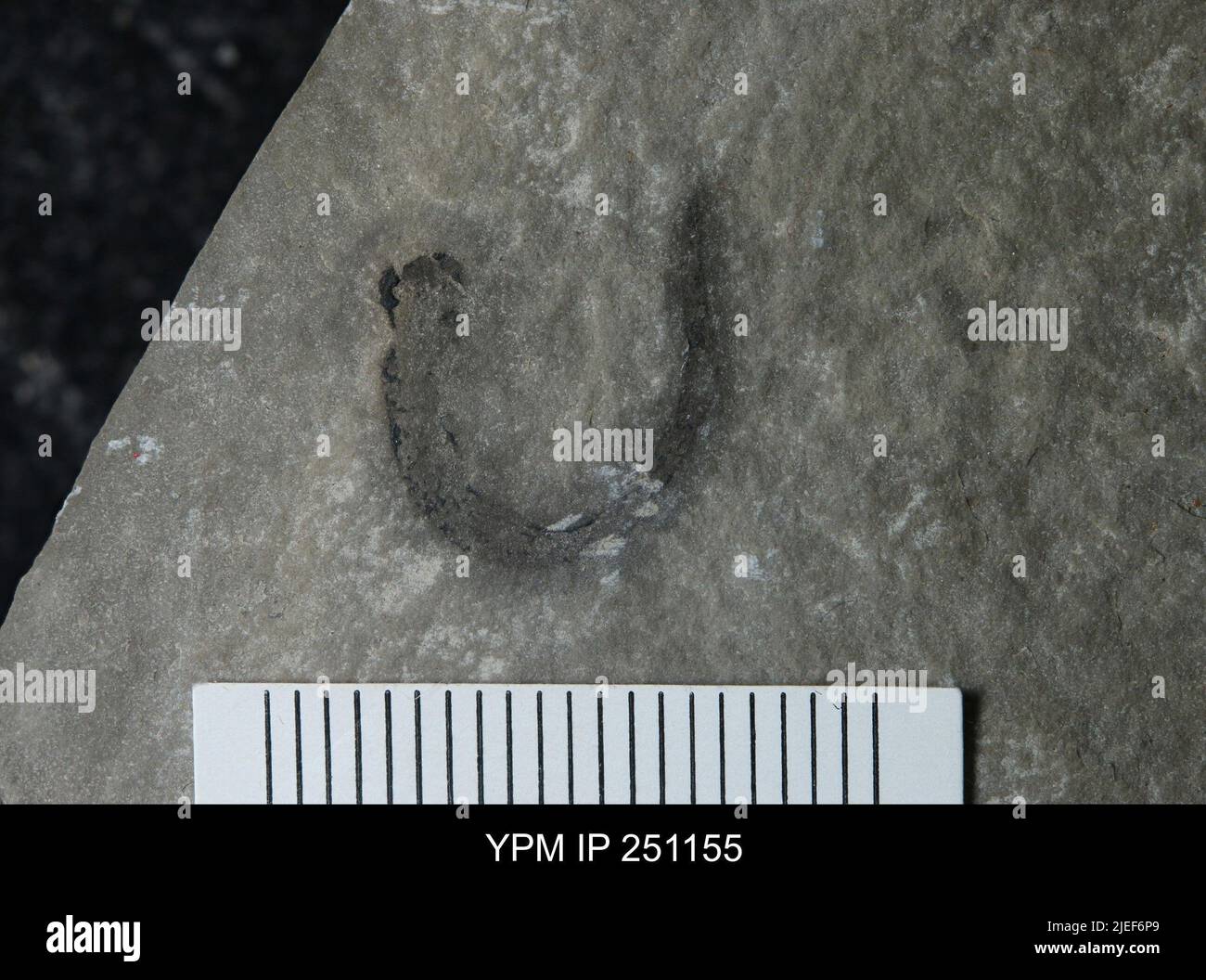 Cooksonia plants hi-res stock photography and images - Alamy