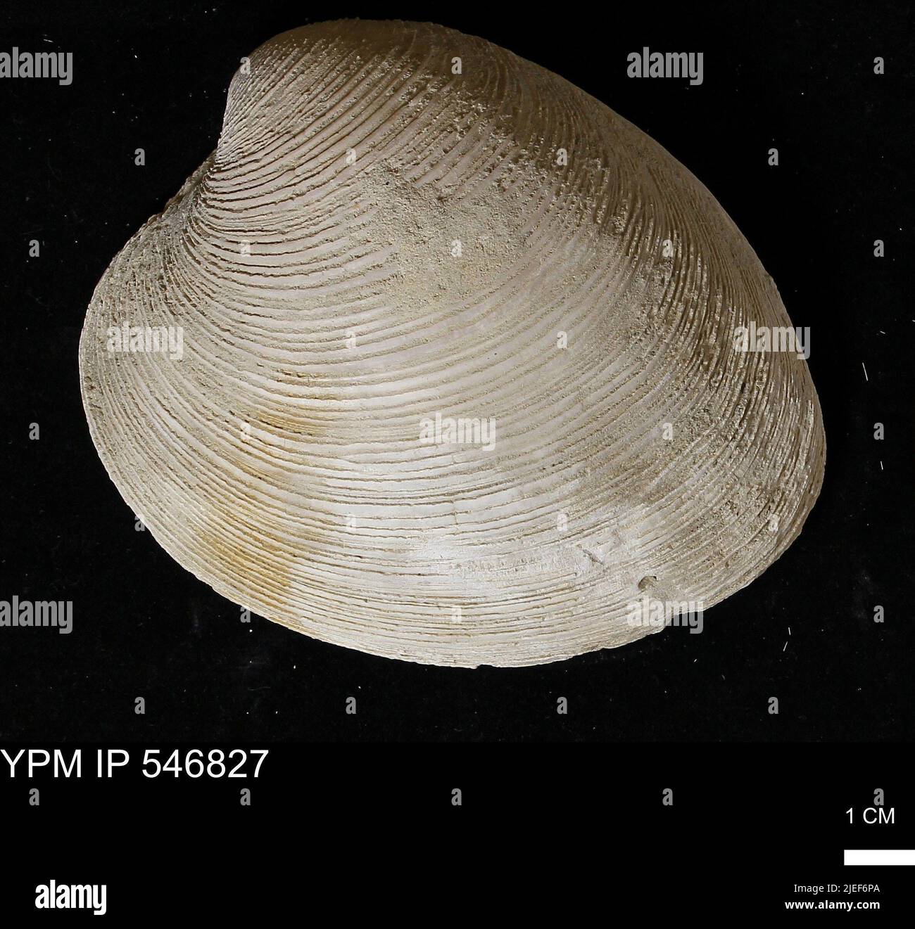 Venus mercenaria antiqua Verrill, 1875 Stock Photo - Alamy