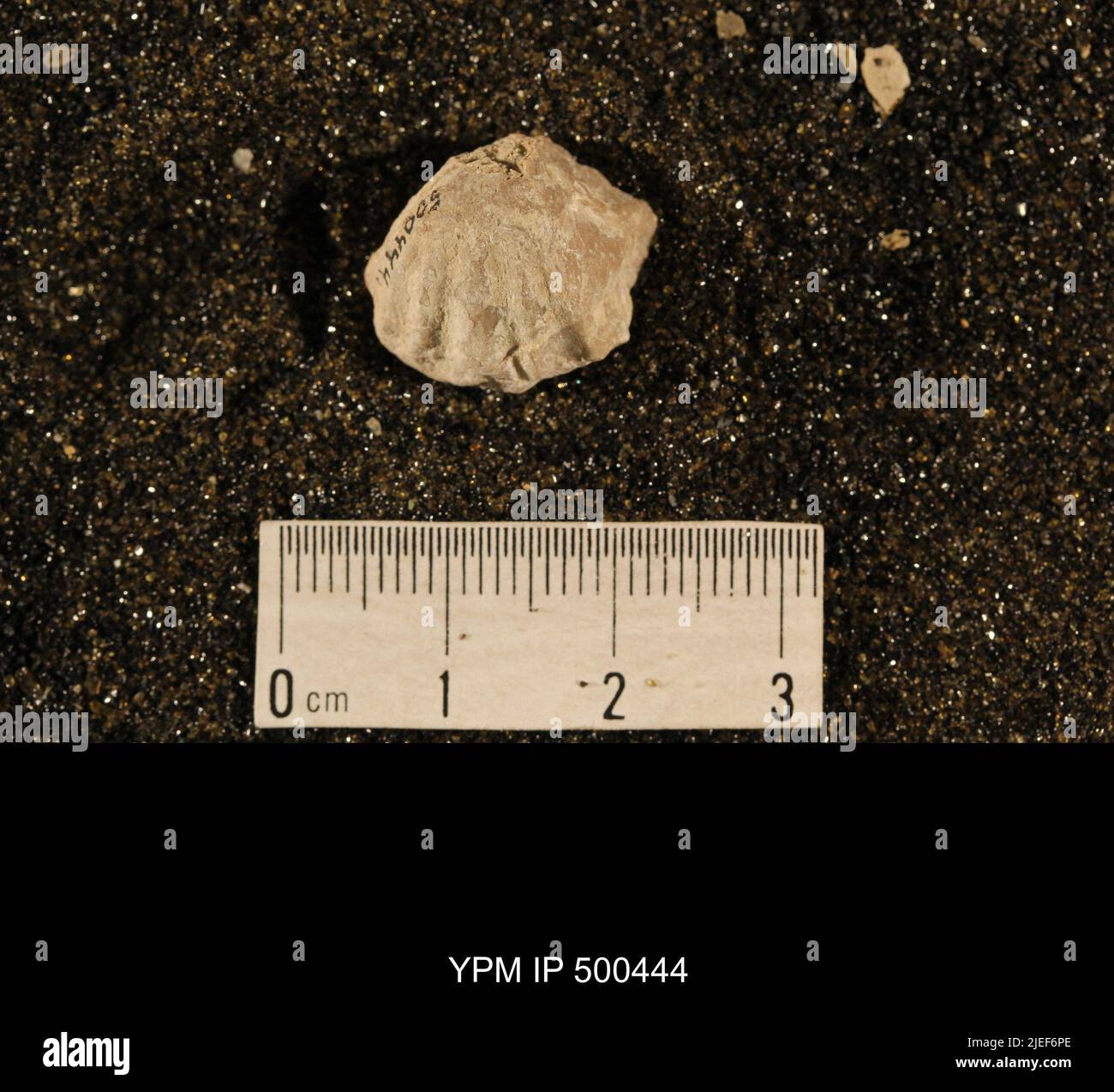 Enteletes plummeri King Stock Photo - Alamy