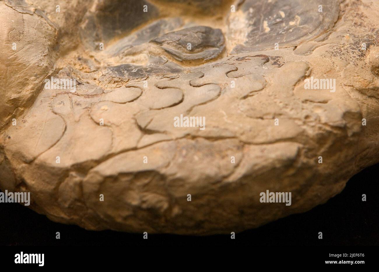 Ceratites hi-res stock photography and images - Alamy