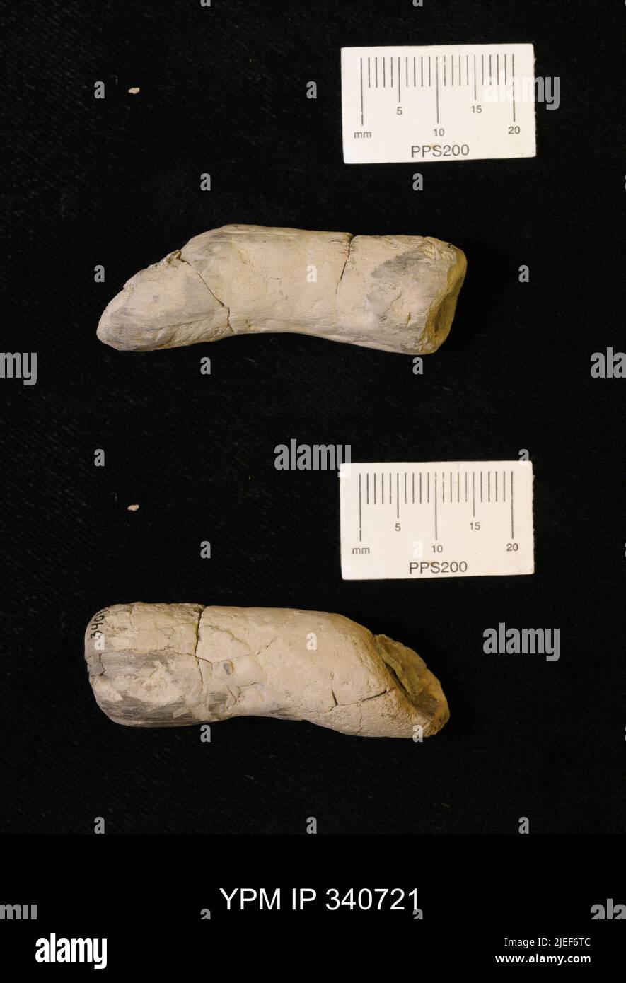 Ichnofossil invertebrate hi-res stock photography and images - Alamy