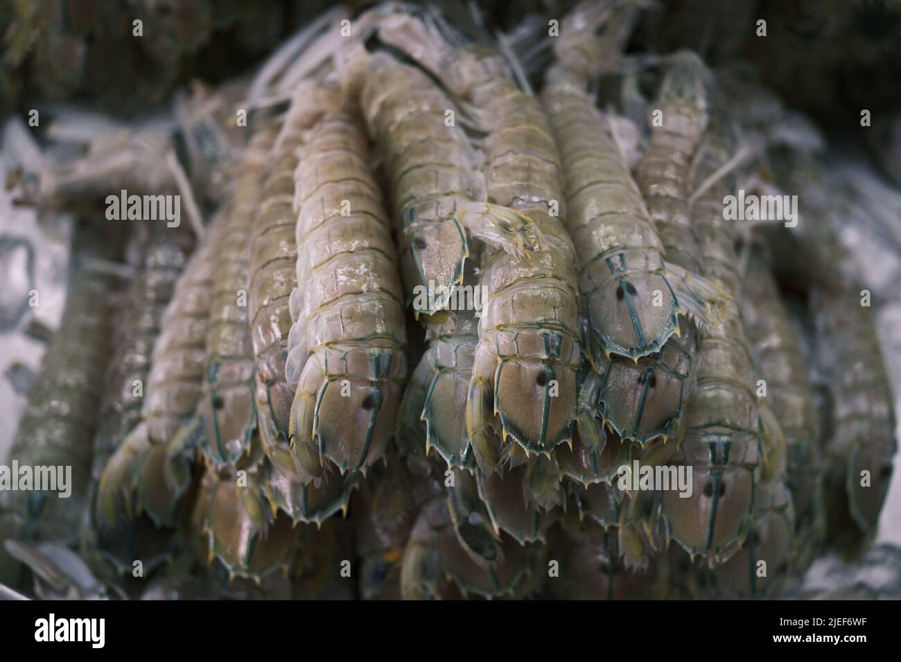 Mantis crab hi-res stock photography and images - Alamy