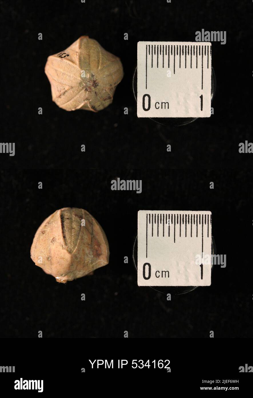 Pentremites godoni (Defrance, 1819 Stock Photo - Alamy