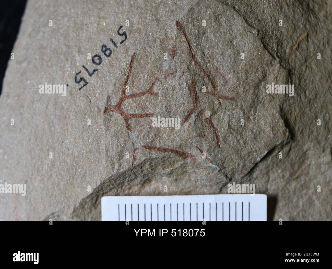 Graptolithina graptolites hi-res stock photography and images - Alamy