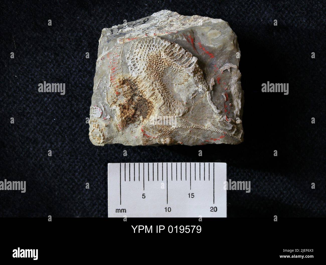 Favus hi-res stock photography and images - Alamy