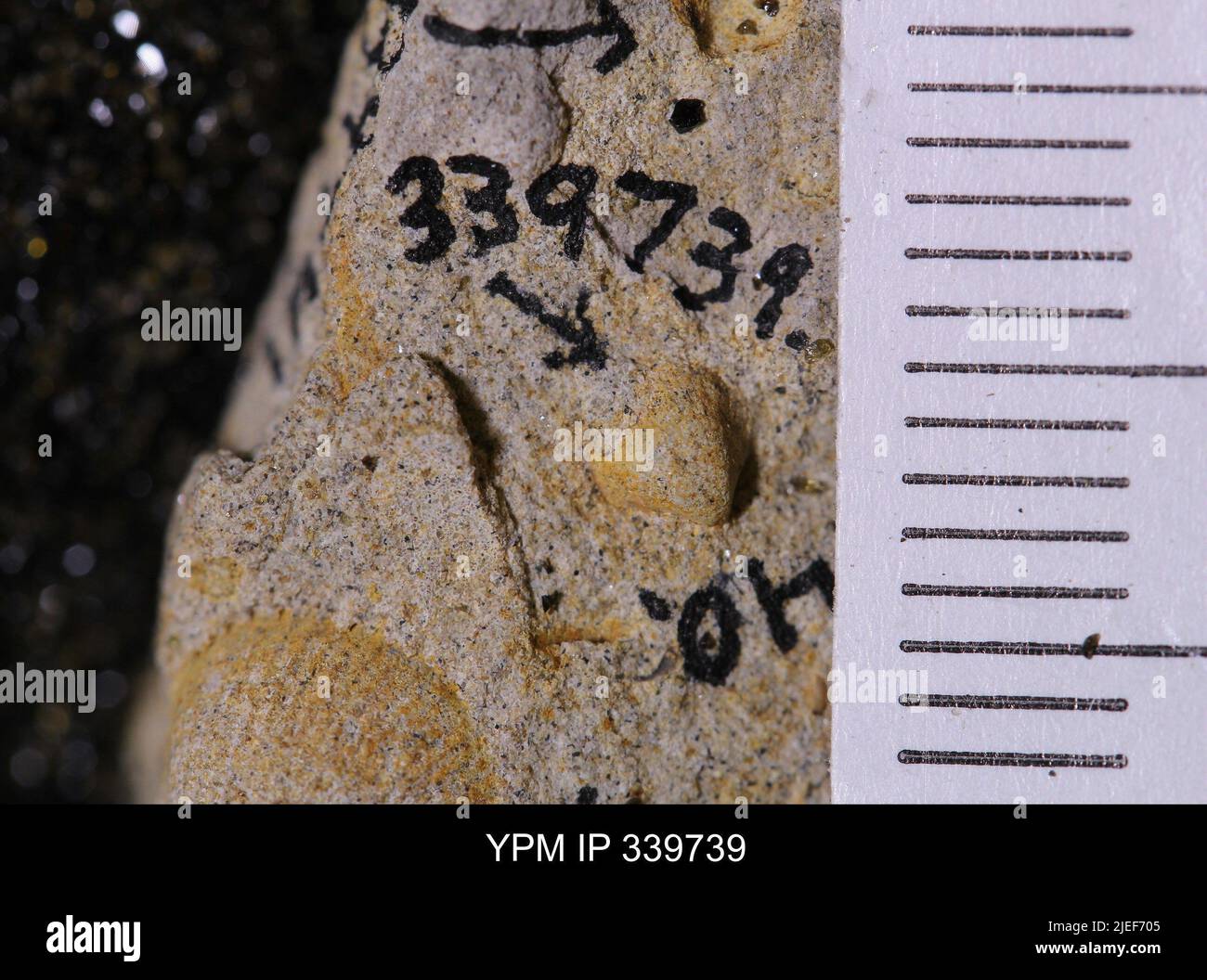 Cardium whitei Dall Stock Photo - Alamy