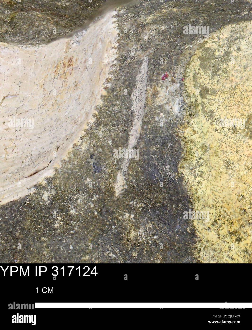 Land freshwater mollusca hi-res stock photography and images - Alamy