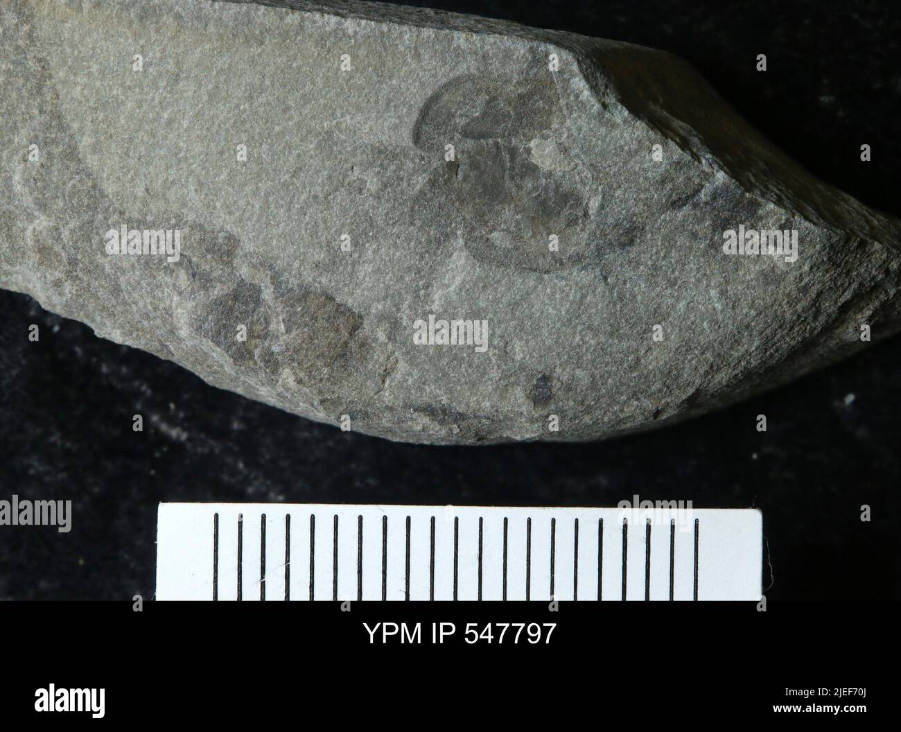 Lingulida hi-res stock photography and images - Alamy