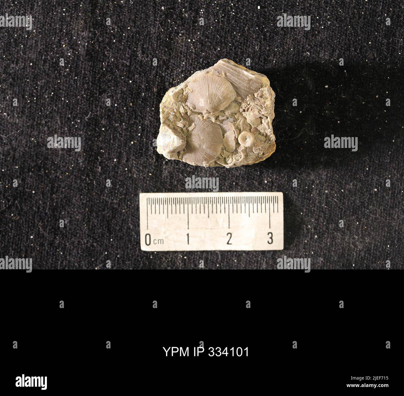 Rafinesquina squamula james hi-res stock photography and images - Alamy