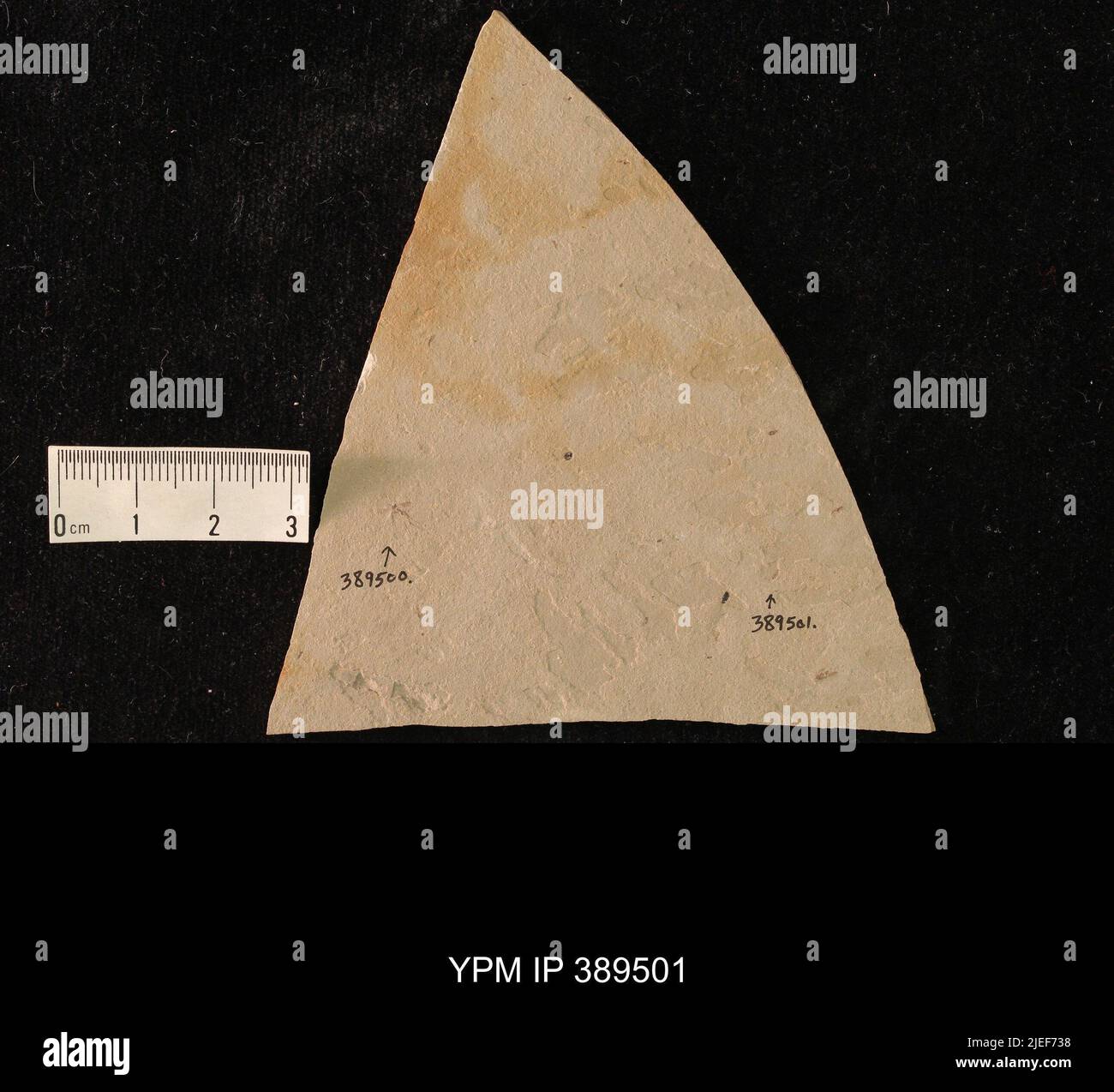 Undet pterygota animalia hi-res stock photography and images - Alamy