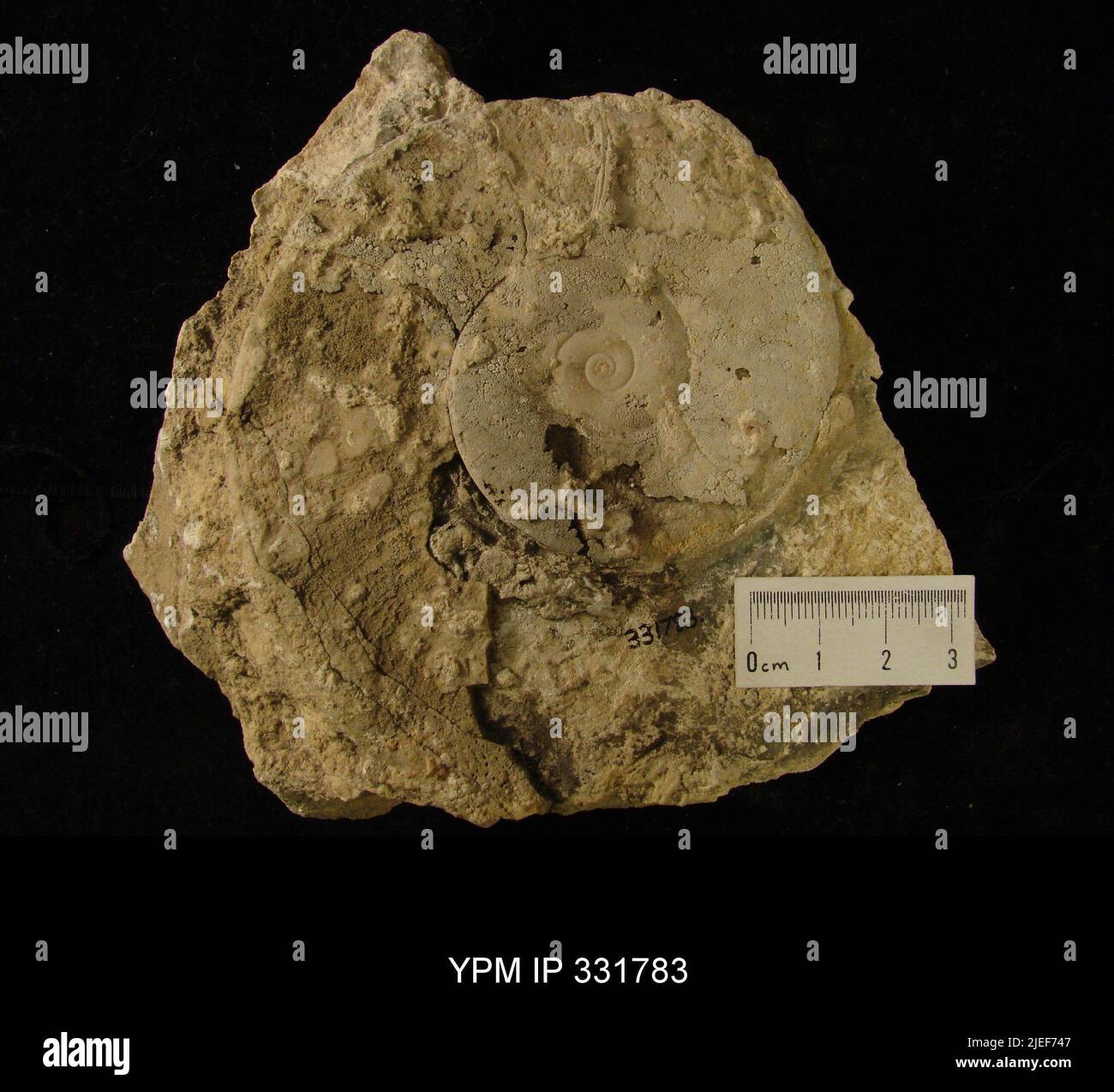 Maclurina manitobensis Whiteaves, 1890 Stock Photo - Alamy