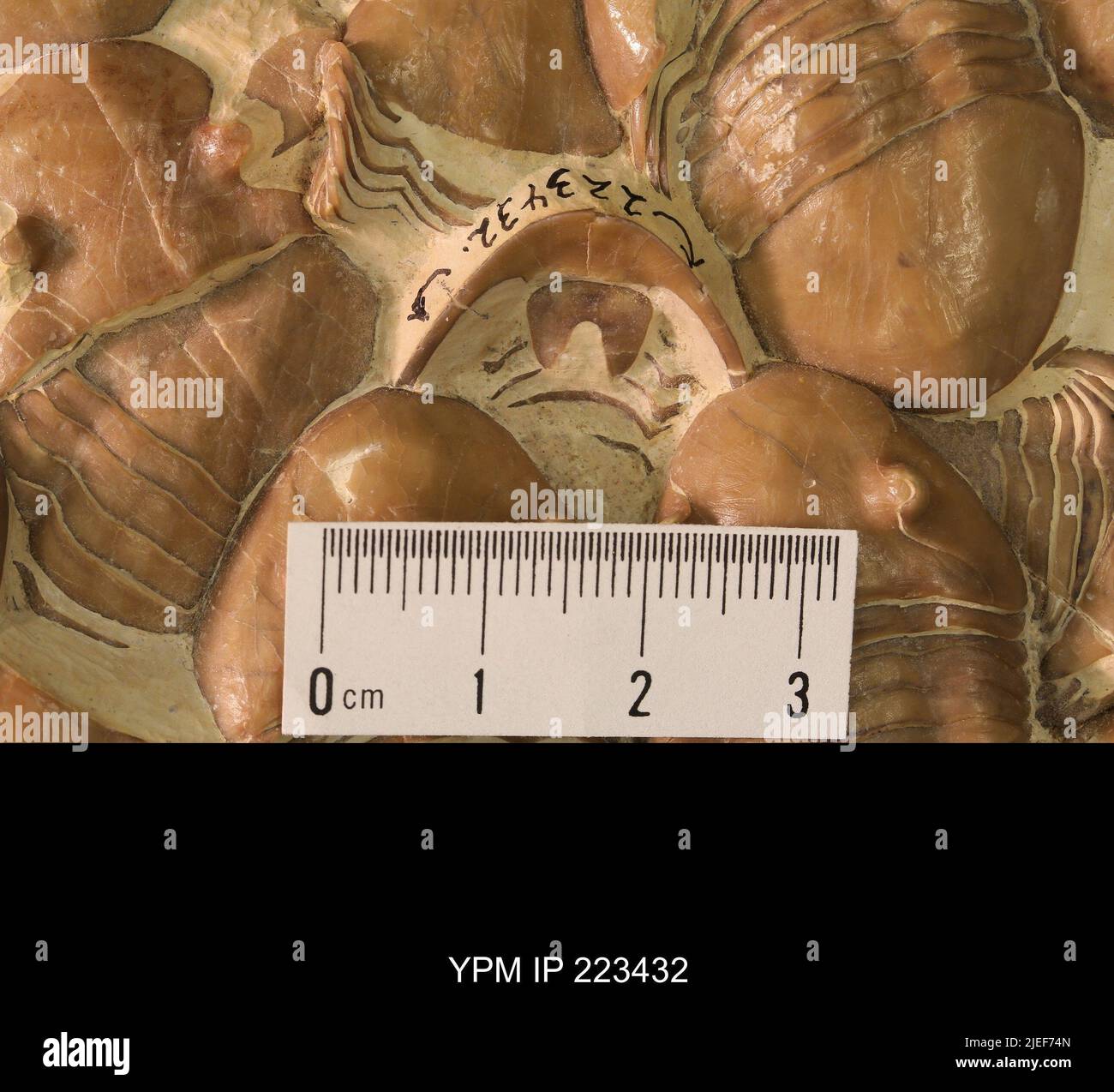 Homotelus bromidensis Esker Stock Photo - Alamy