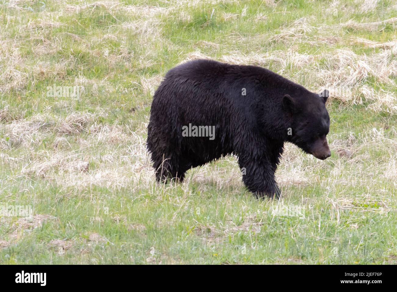 An adult boar Black Bear, Ursus americanus, poses in grassy meadow near ...