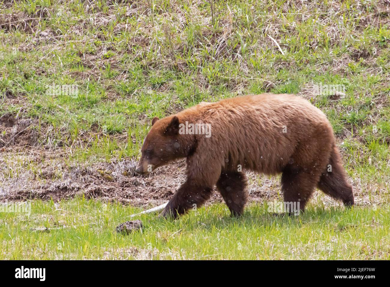 Adult Black Bear, cinnamon color phase, Ursus americanus, in grassland ...