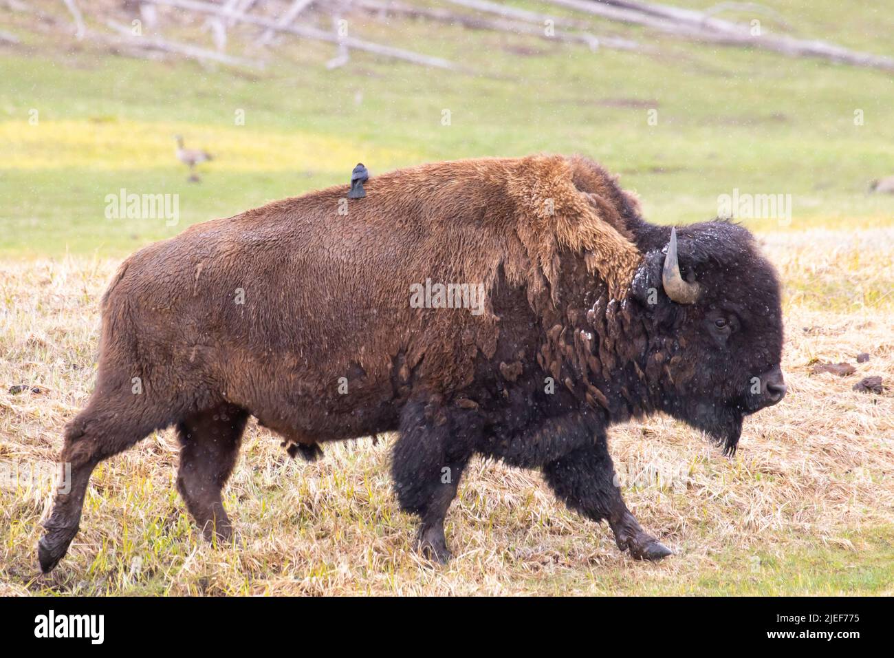 A mature Bison bull, Bison bison, shedding winter coat in meadow at ...