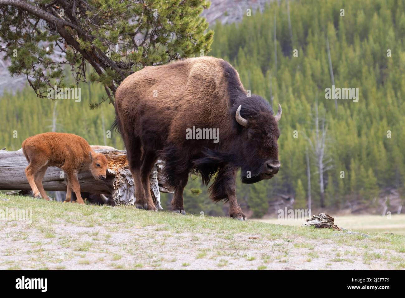 Bison cow and new calf, Bison bison, in wooded upland at Yellowstone NP ...