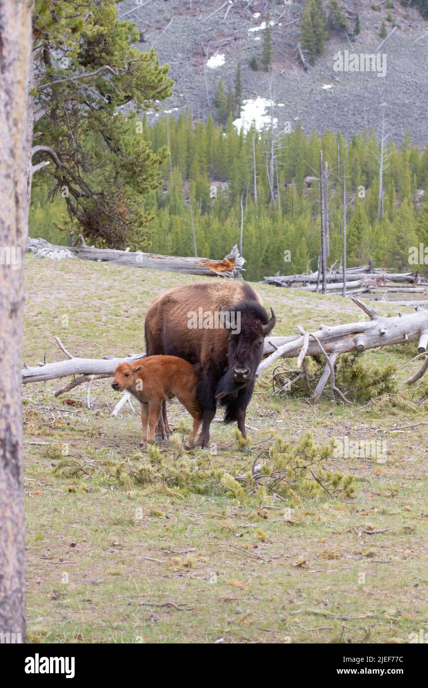 An adult Bison cow and new calf, Bison bison, pose in wooded upland in ...