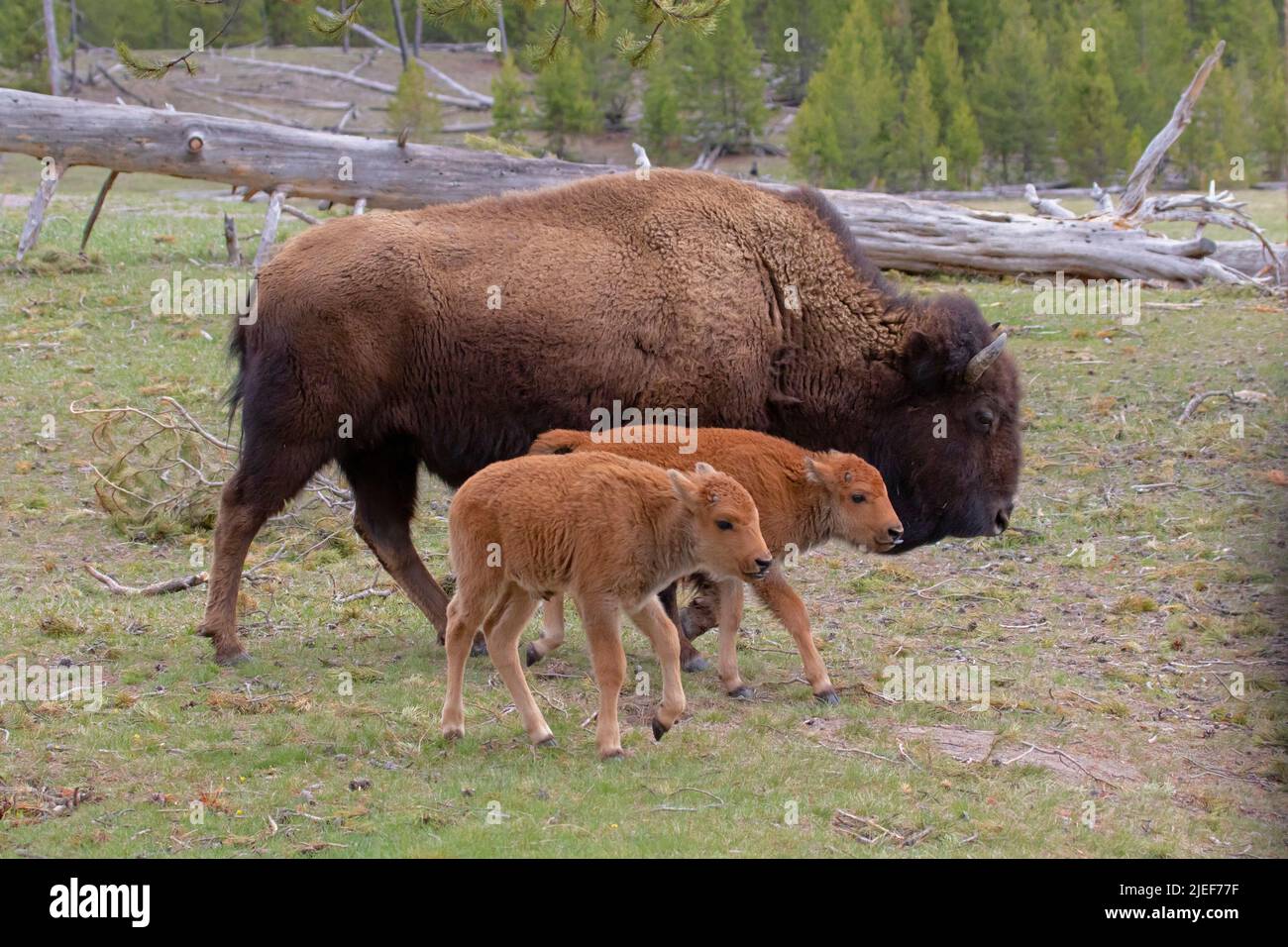 A bison cow and new twin calves, Bison bison, walk across a wooded ...