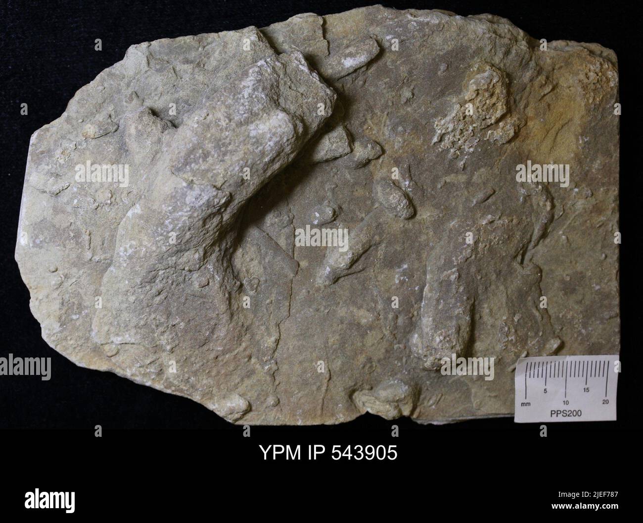 Fossilized burrows hi-res stock photography and images - Alamy