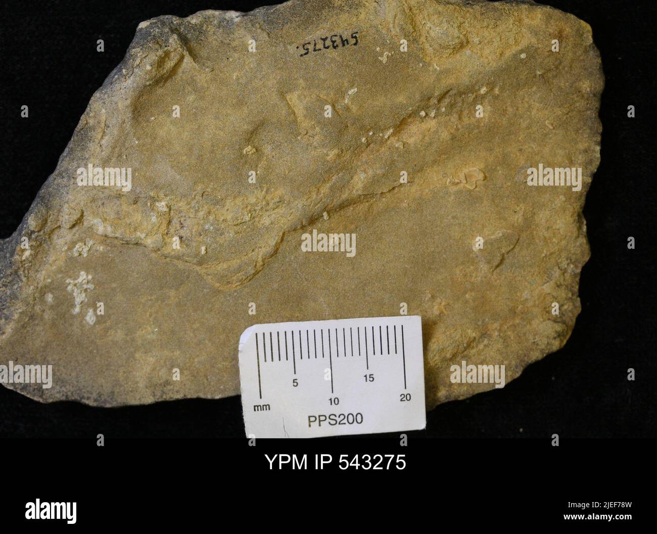 Phycodes hi-res stock photography and images - Alamy