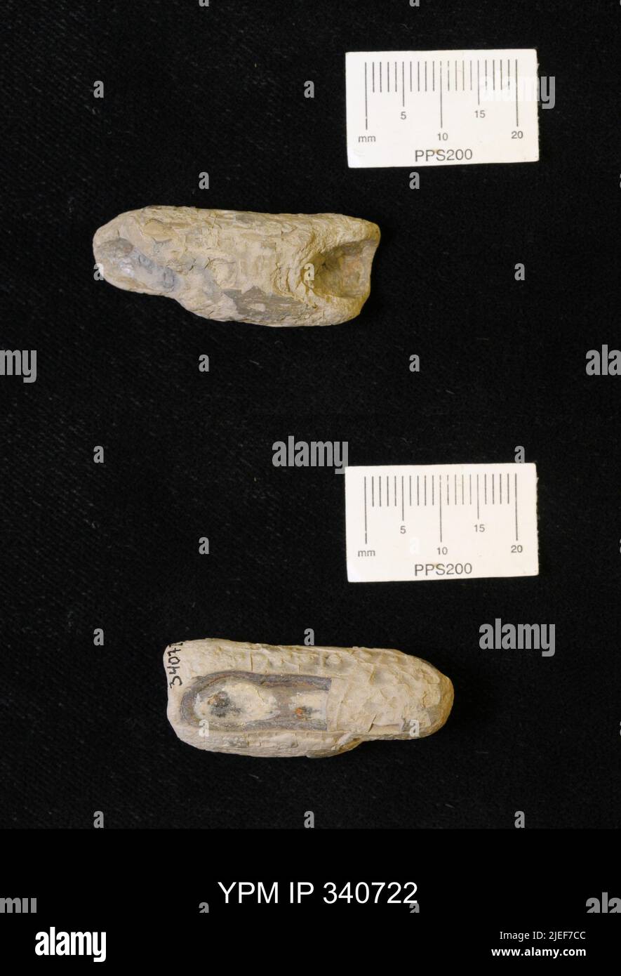 Ichnofossil invertebrate hi-res stock photography and images - Alamy