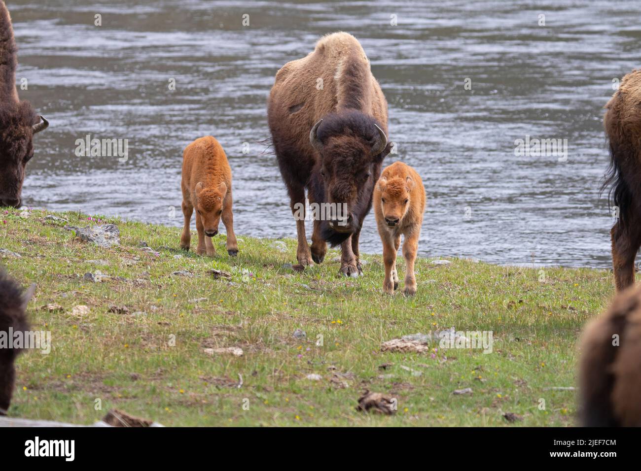 A Bison cow, Bison bison and twin calves follow the herd along the bank ...