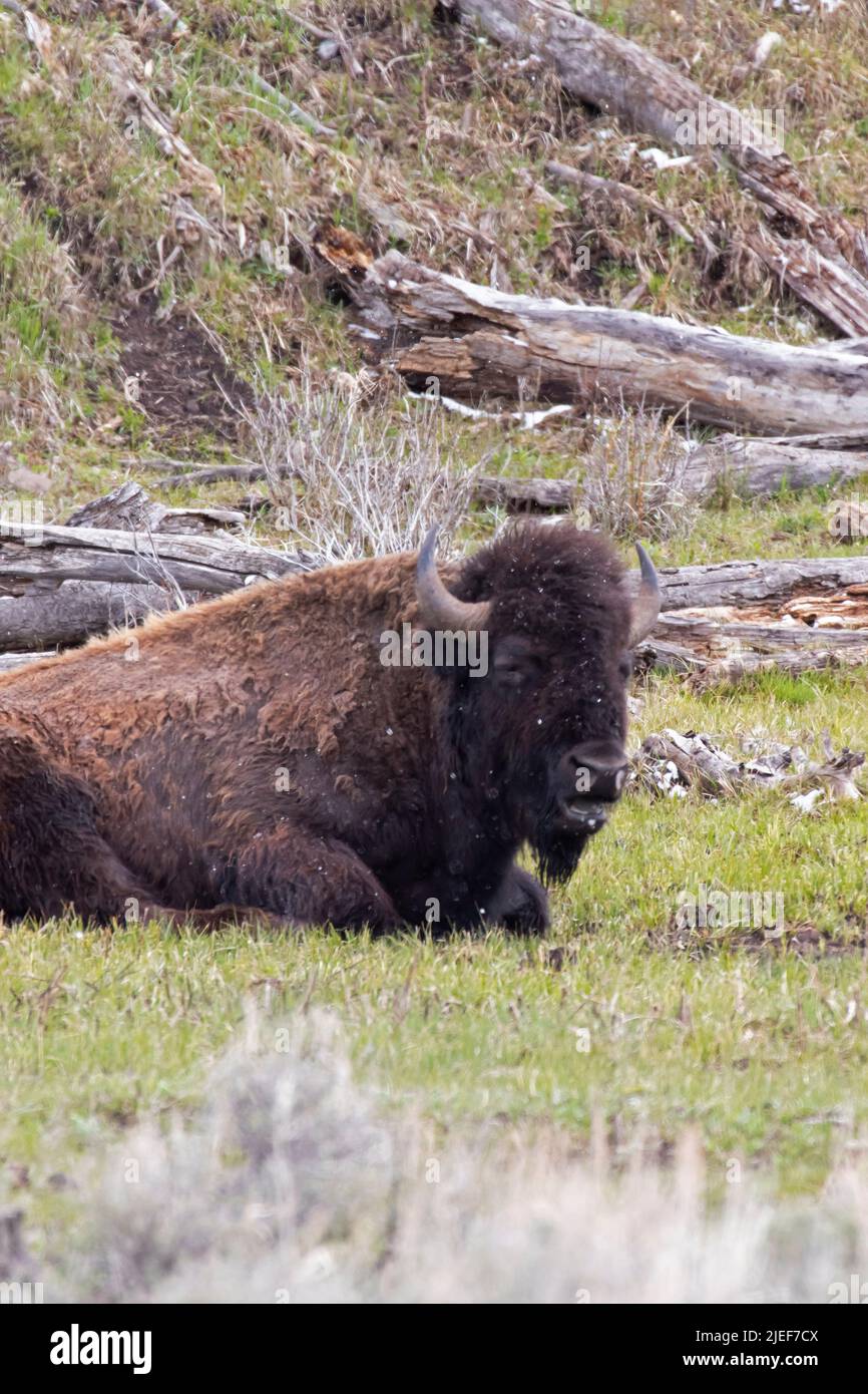 Mature Bison bull, Bison bison, resting in natural habitat in the Lamar ...