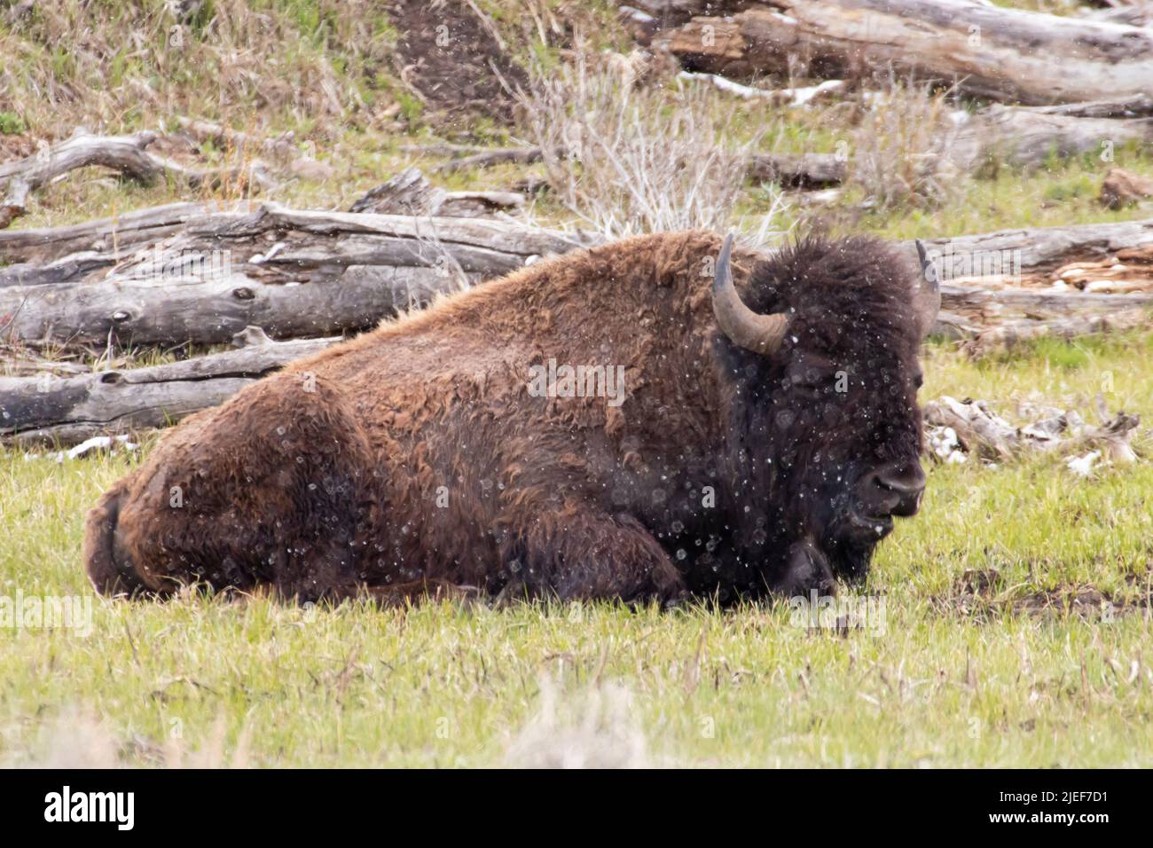 Snow flurries surround an adult bull bison, Bison bison, bedded down in ...