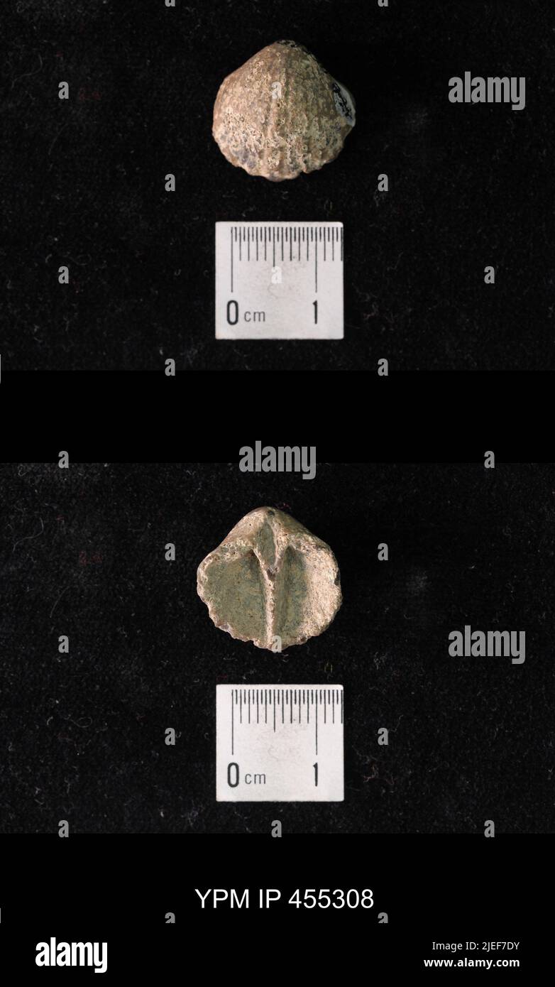 Pentamerida hi-res stock photography and images - Alamy