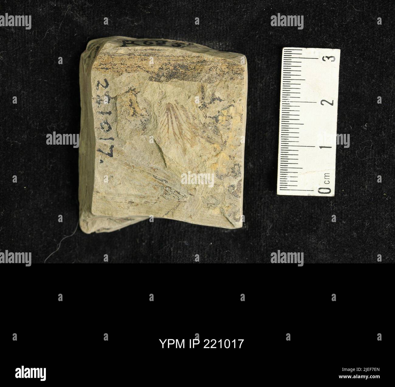 Scudder hi-res stock photography and images - Alamy