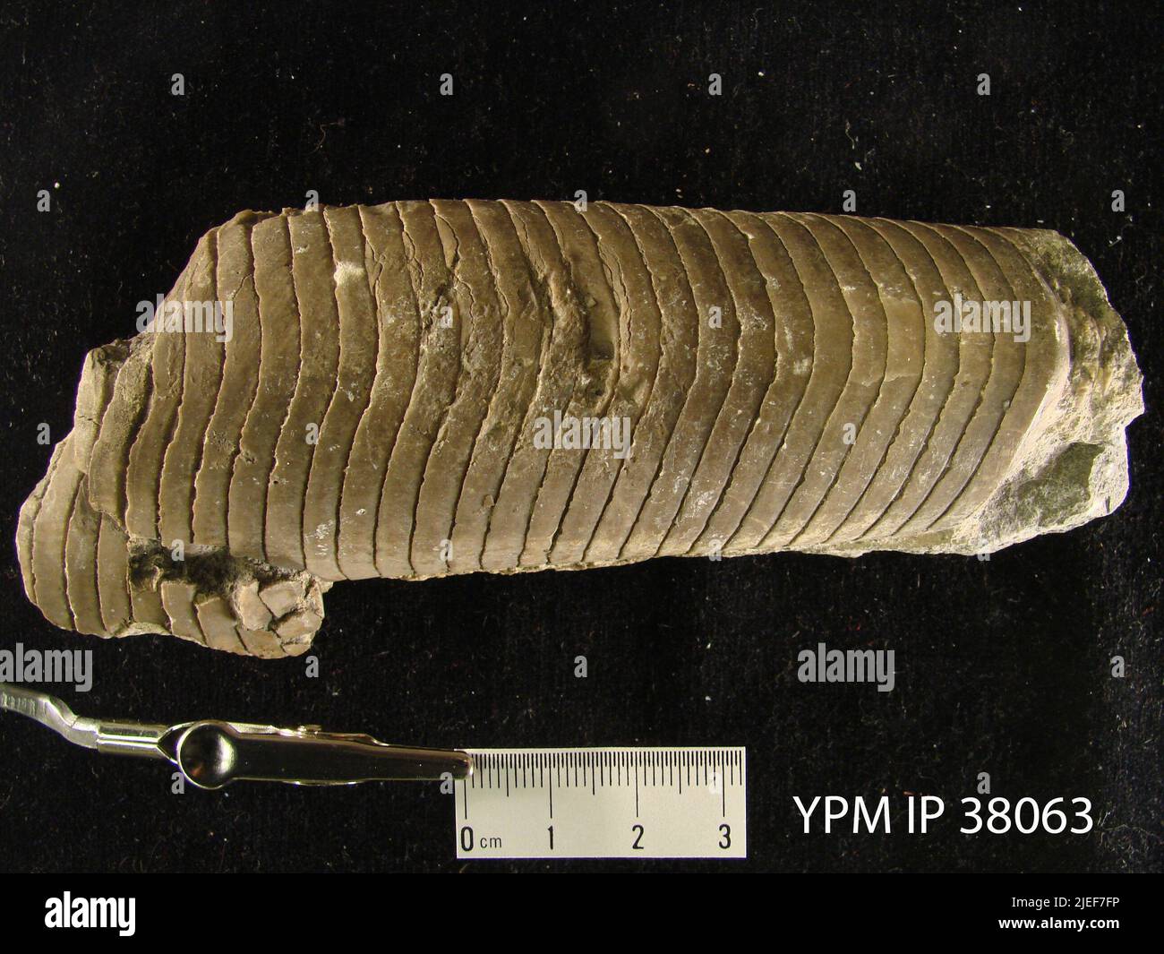 Endoceratoidea hi-res stock photography and images - Alamy