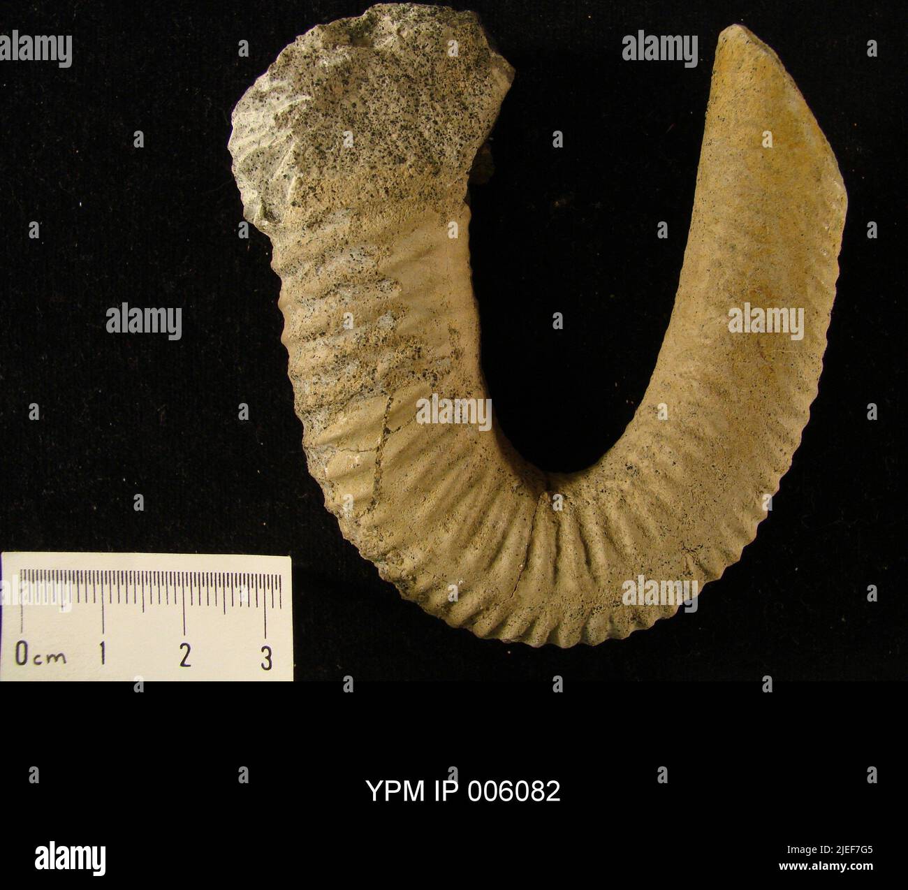 Hamites rotundus Sowerby Stock Photo - Alamy